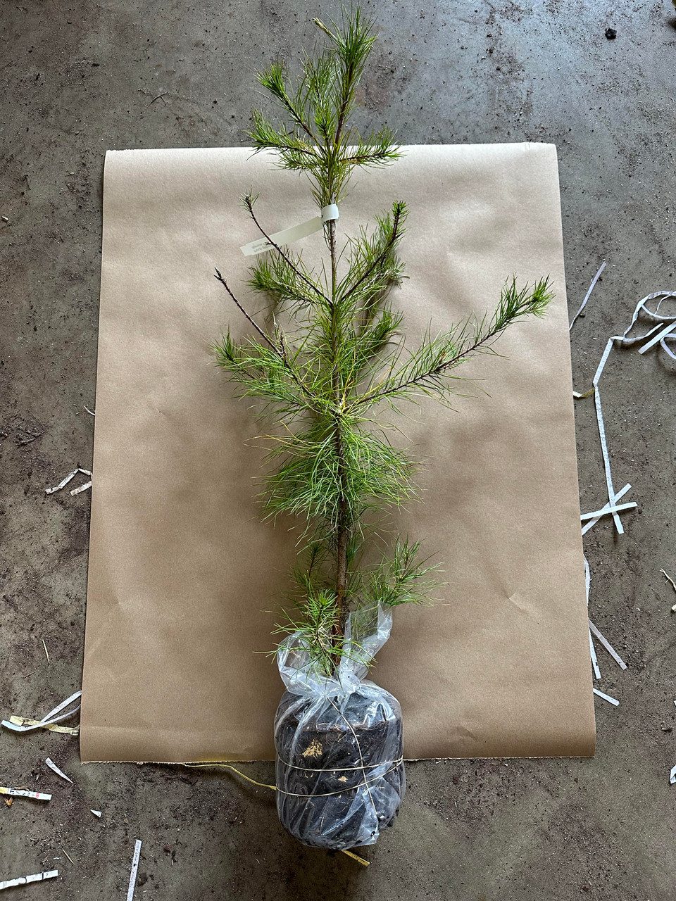 Pinus glabra Spruce Pine - Mail Order Natives