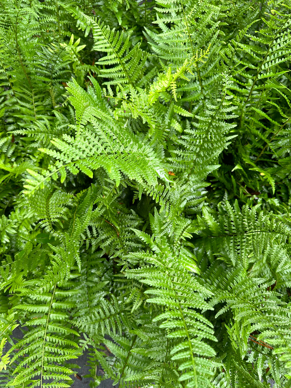 Dryopteris ludoviciana (Southern Wood Fern) 1 gallon - Mail Order Natives
