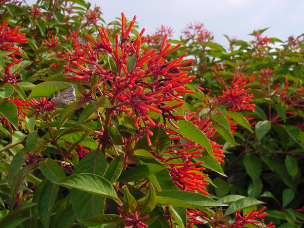 Hamelia patens Firebush 1gallon - Mail Order Natives