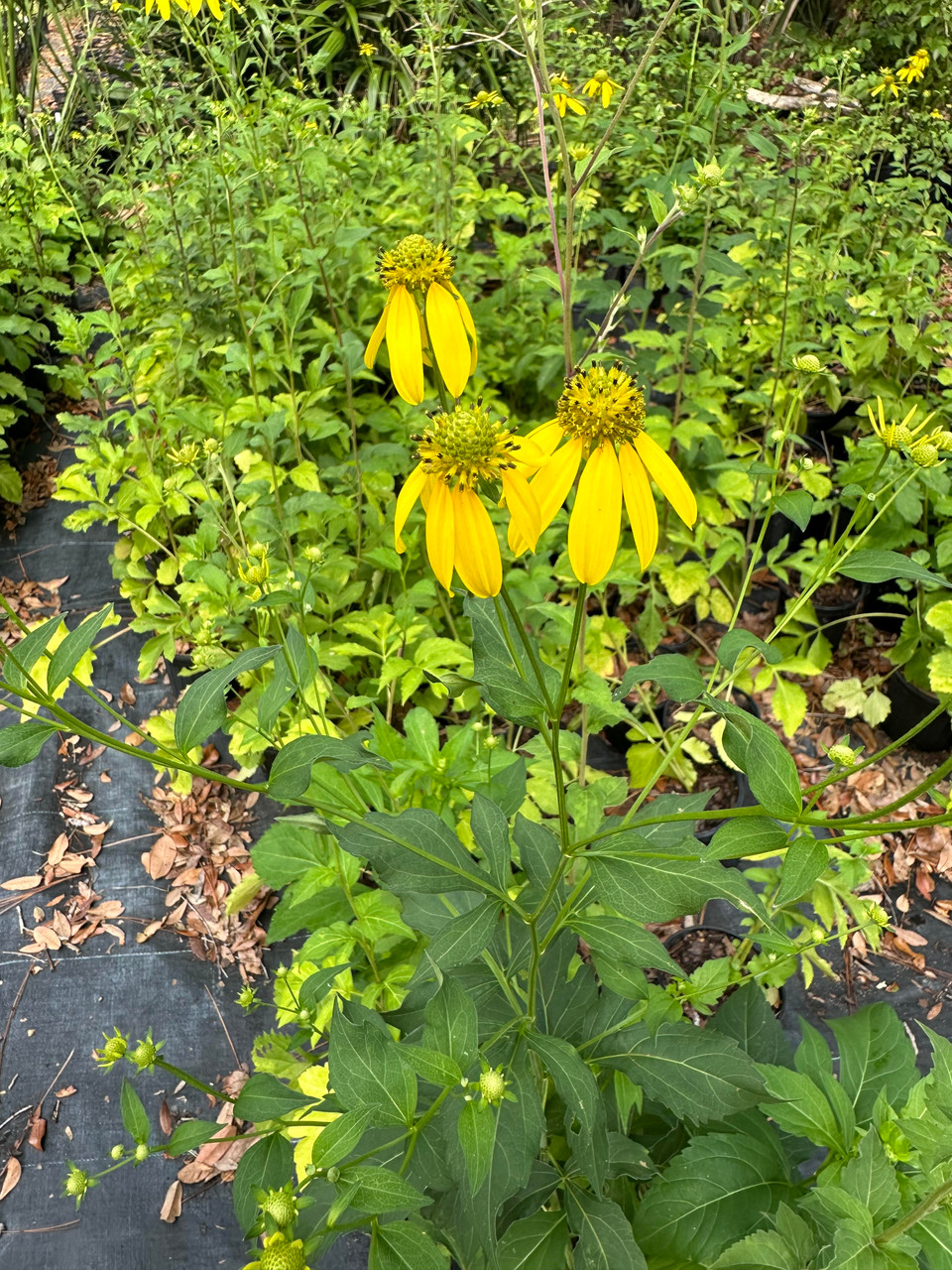 Rudbeckia Laciniata Leaves Cutleaf Coneflower Rudbeckia Laciniata