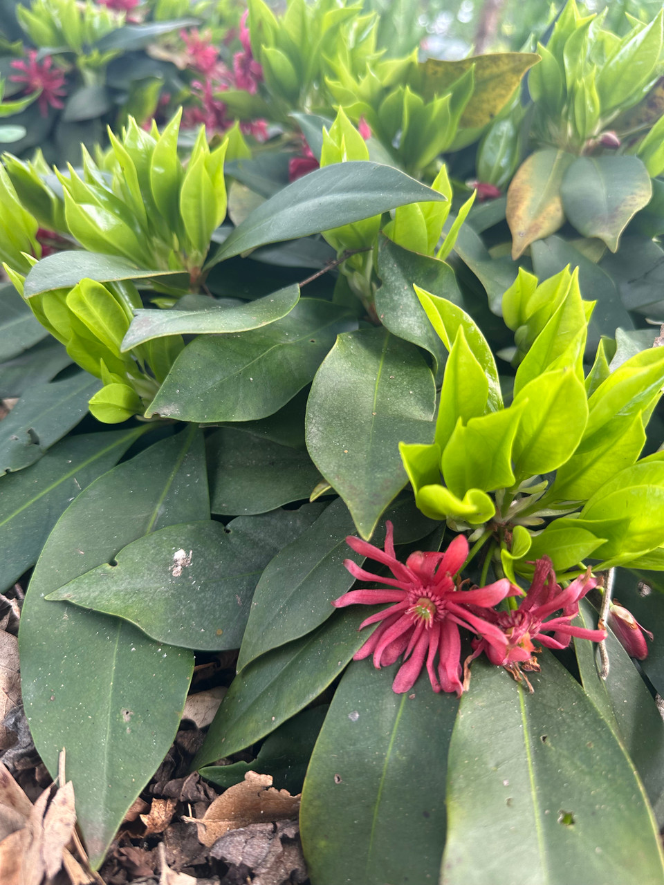 Illicium floridanum 'SWAMP HOBBIT' Florida Anise - Mail Order Natives
