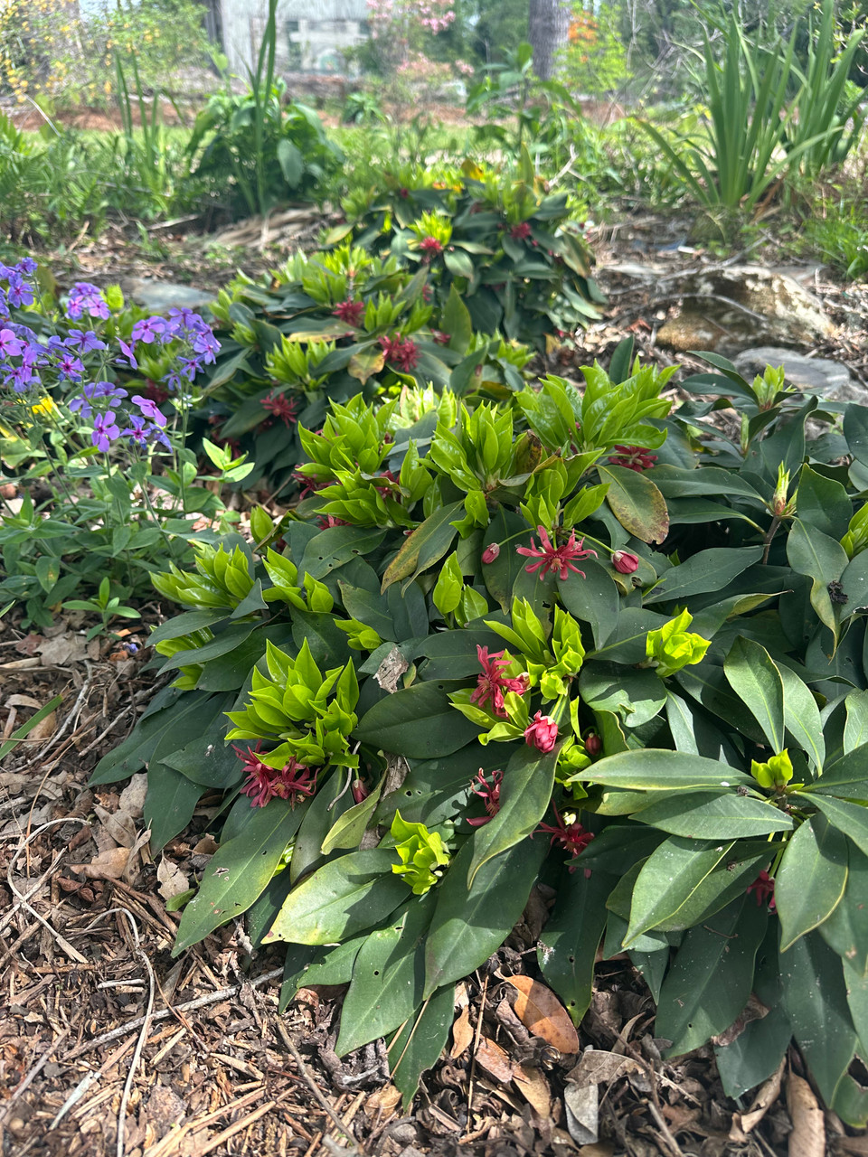 Illicium floridanum 'SWAMP HOBBIT' Florida Anise - Mail Order Natives