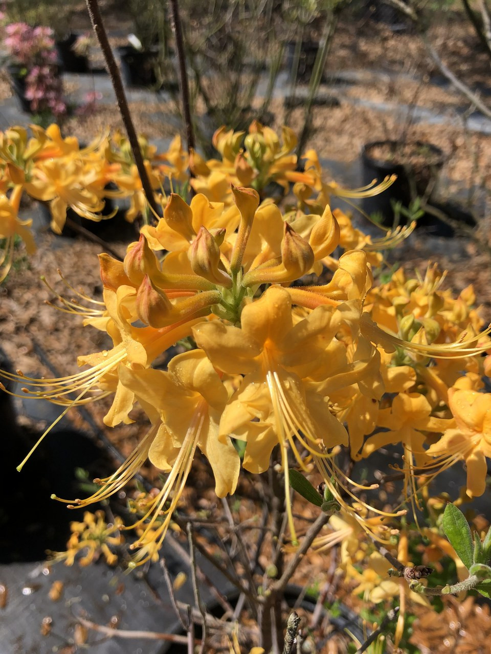 Rhododendron austrinum Moonbeam 1 gallon - Mail Order Natives