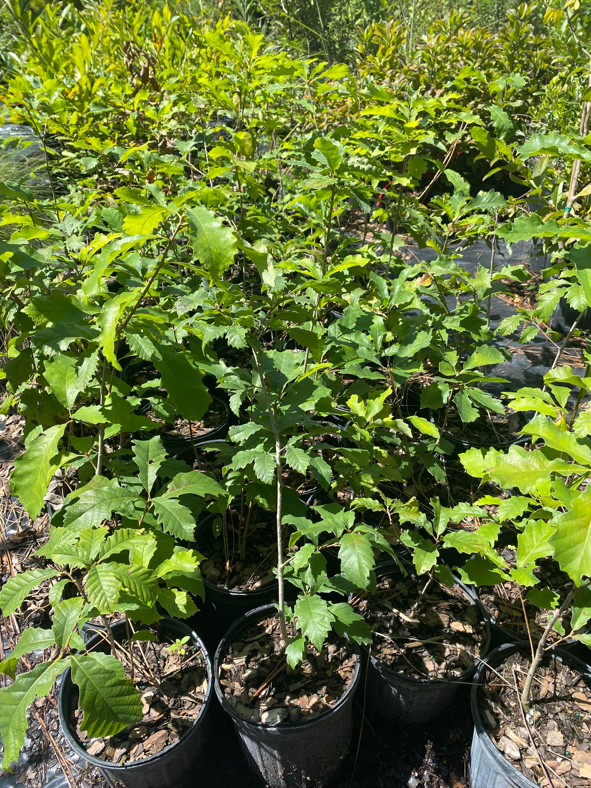 Quercus prinoides Dwarf Chinquapin Oak - Mail Order Natives