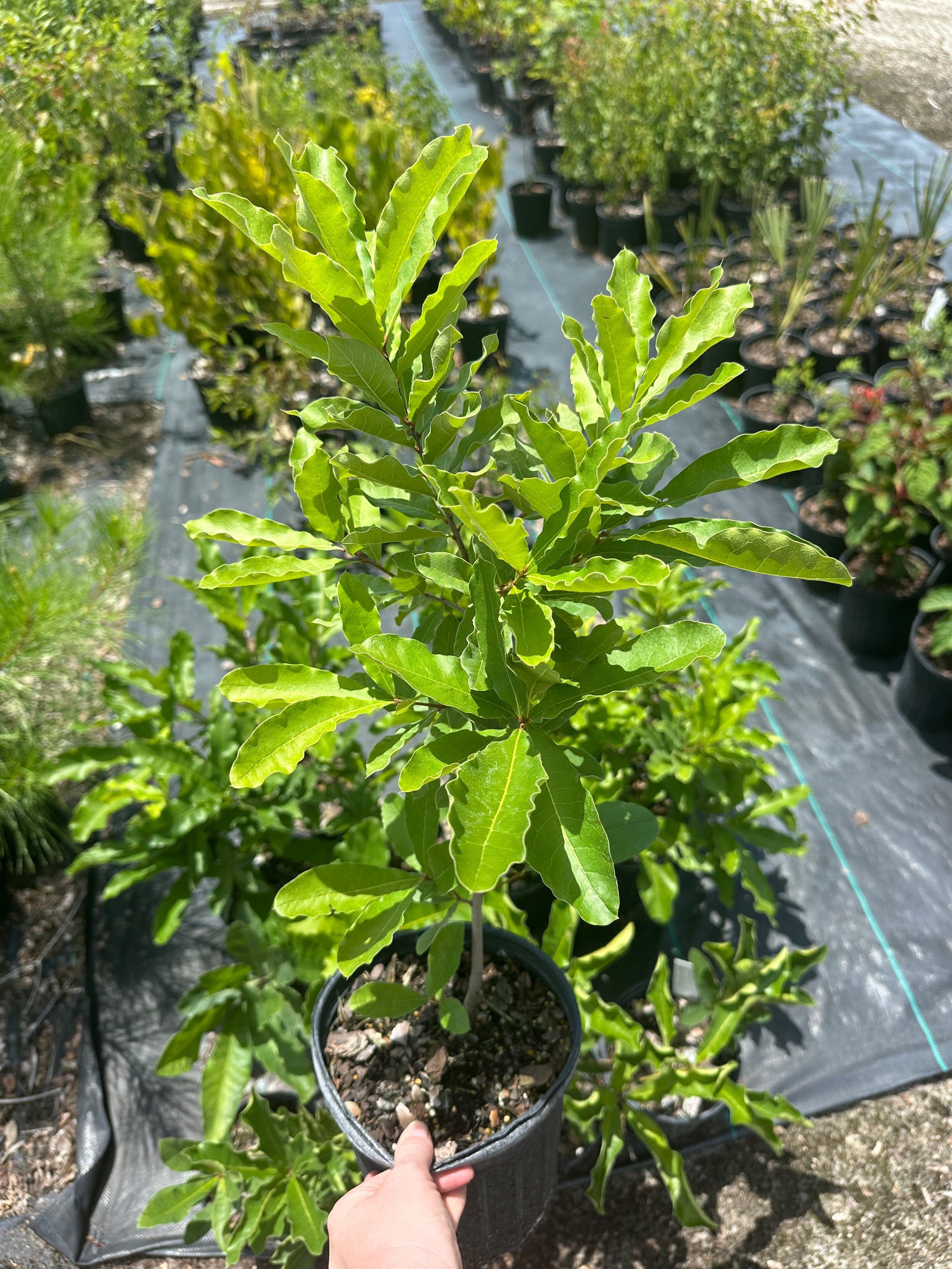 Quercus imbricaria Shingle Oak 1 gallon - Mail Order Natives