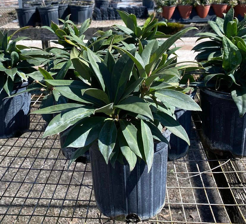 Illicium floridanum 'SWAMP HOBBIT' Florida Anise - Mail Order Natives