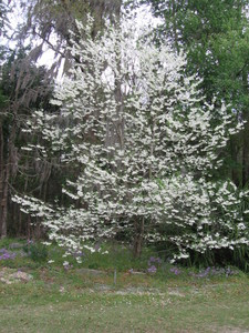 Halesia diptera magniflora Big Flowered Silverbell - Mail Order Natives