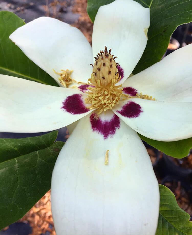 Magnolia ashei Ashe Magnolia - Mail Order Natives