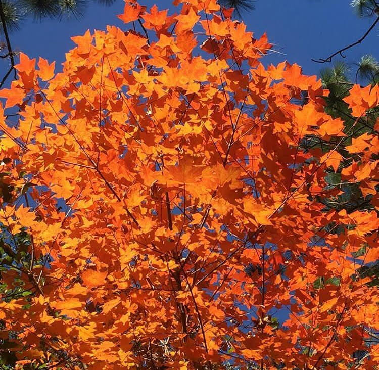 Acer saccharum var. leucoderme Chalk Maple 1gallon - Mail Order Natives