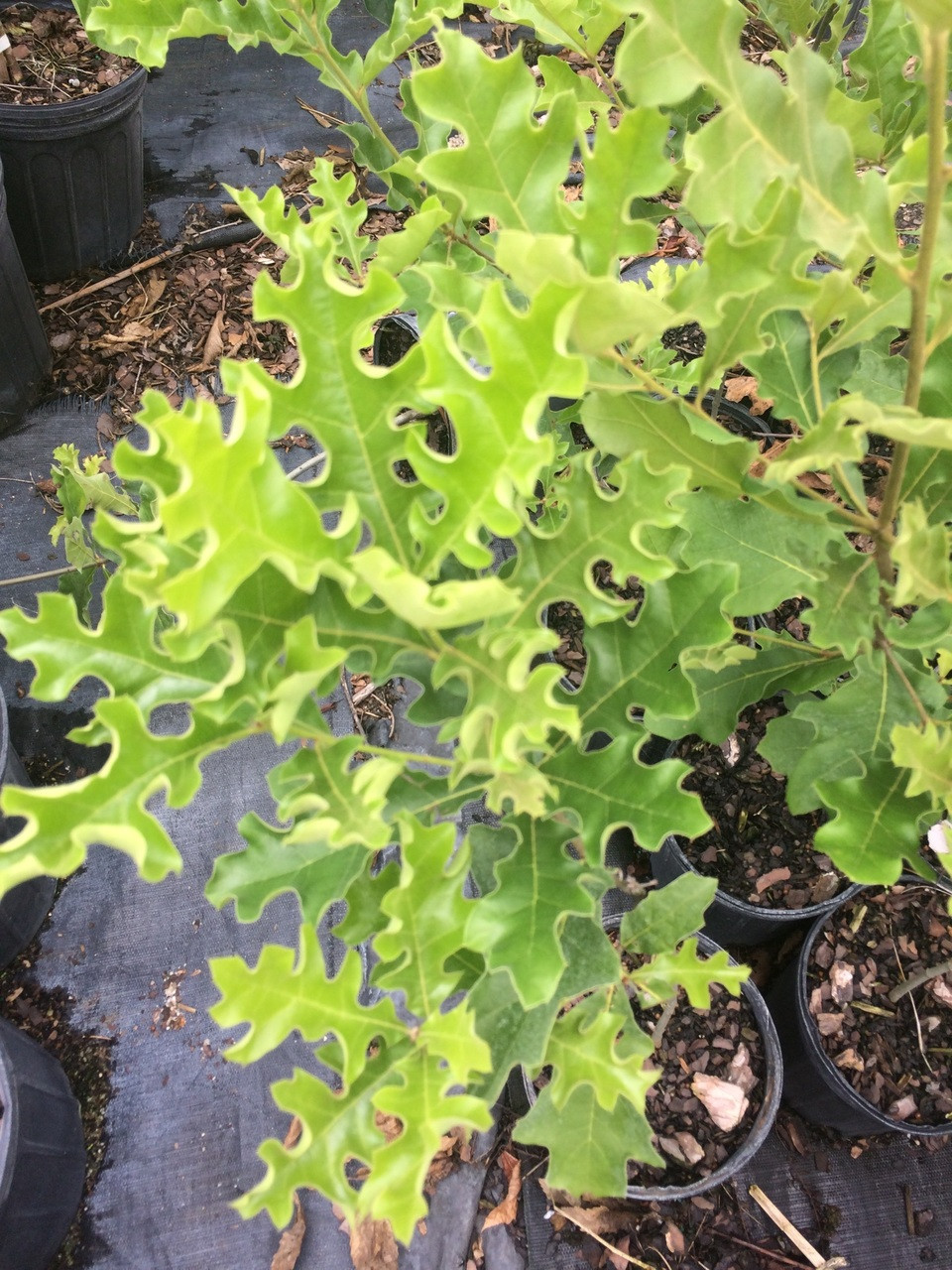 Quercus pagoda Cherrybark Oak 1gallon - Mail Order Natives