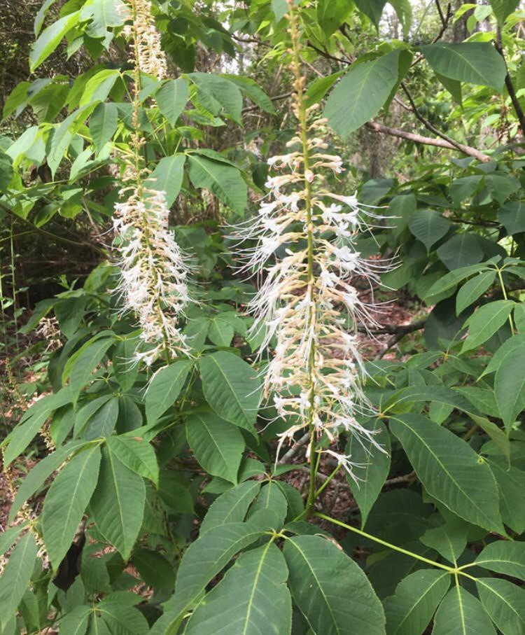 Aesculus parviflora Bottle-Brush Buckeye 1g - Mail Order Natives