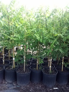 Zanthoxylum clava-herculis Toothache Tree - Mail Order Natives