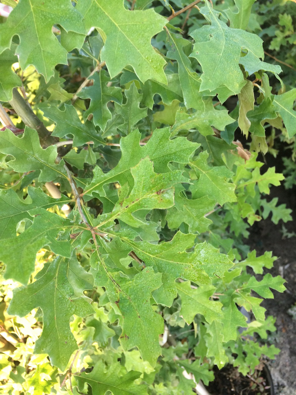 Quercus nuttallii (texana) Nuttall Oak 1gallon - Mail Order Natives
