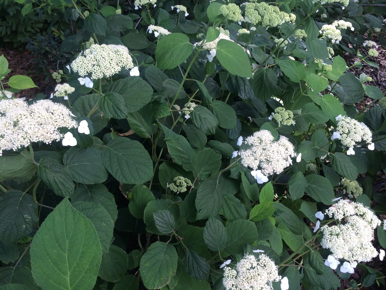 Hydrangea arborescens Smooth Hydrangea 1gallon - Mail Order Natives
