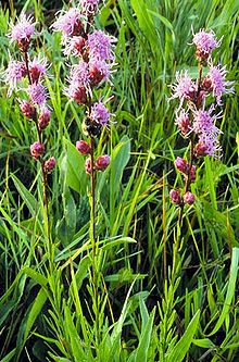 Liatris aspera Button Blazing Star 1gallon - Mail Order Natives