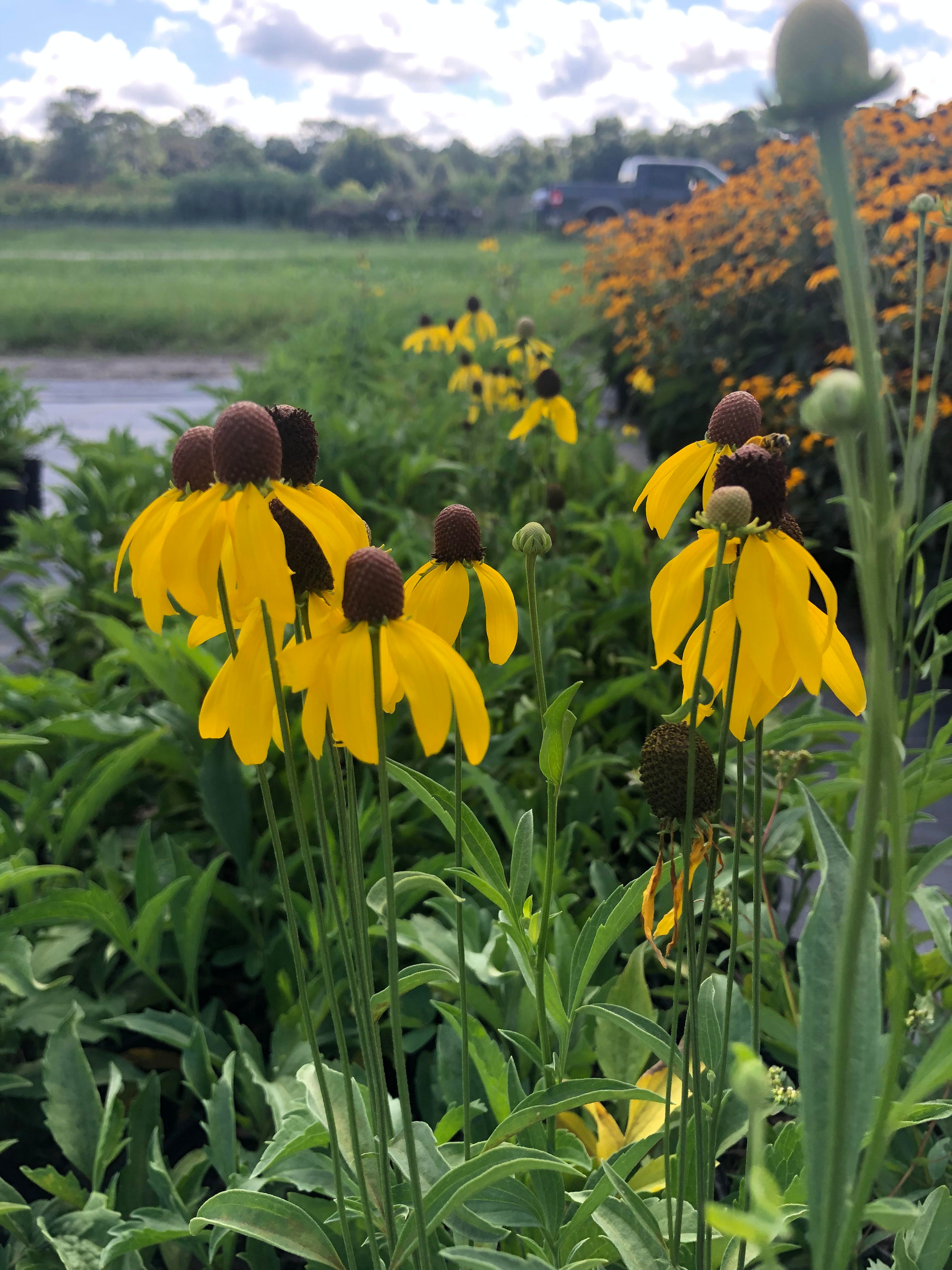Ratibida pinnata Yellow Prairie Coneflower 1 gallon - Mail Order Natives