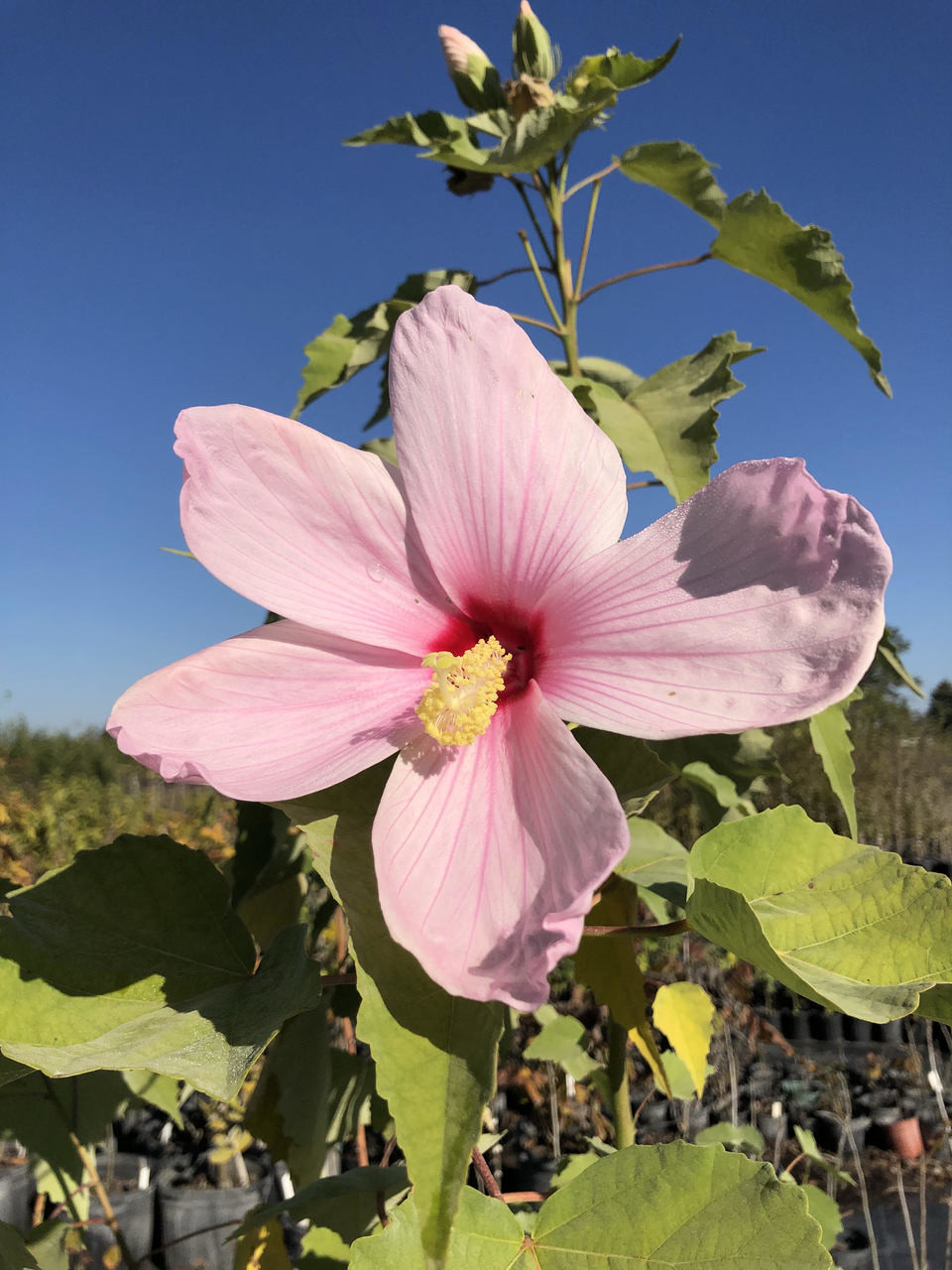 Hibiscus grandiflorus Swamp Hibiscus 1gallon - Mail Order Natives