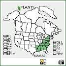 Magnolia macrophylla Bigleaf Magnolia 1 gallon - Mail Order Natives