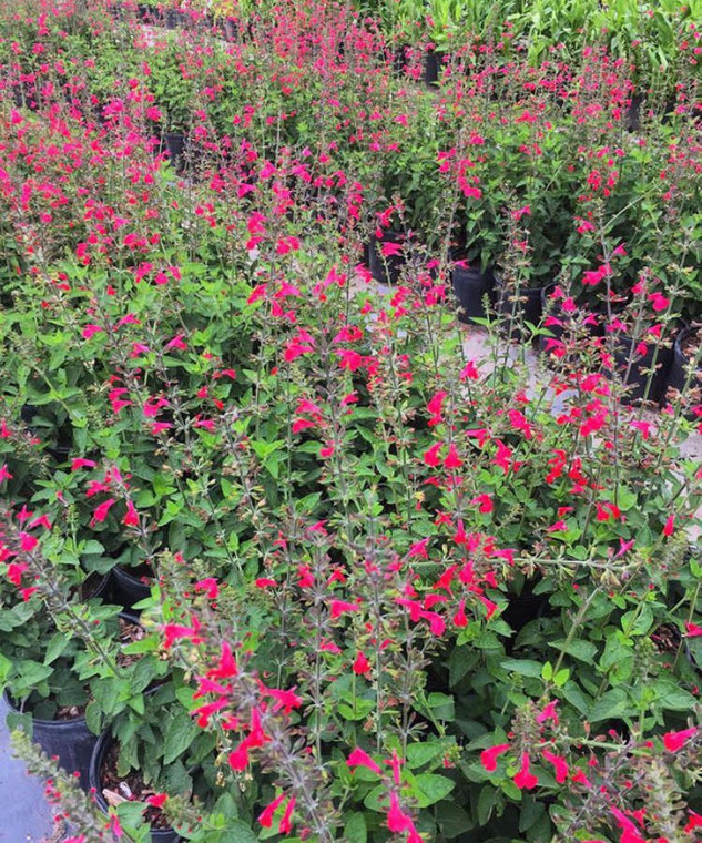 Salvia coccinea (Scarlet Sage) 1gallon - Mail Order Natives