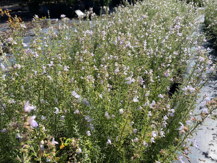 Conradina canescens False Rosemary 1 gallon - Mail Order Natives