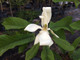 Magnolia pyramidata Pyramid Magnolia 1 gallon - Mail Order Natives