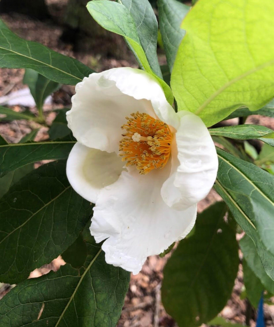 Franklinia alatamaha Ben Franklin Tree 1 gallon - Mail Order Natives