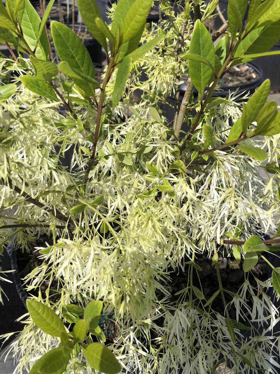 Chionanthus virginicus Fringetree - Mail Order Natives