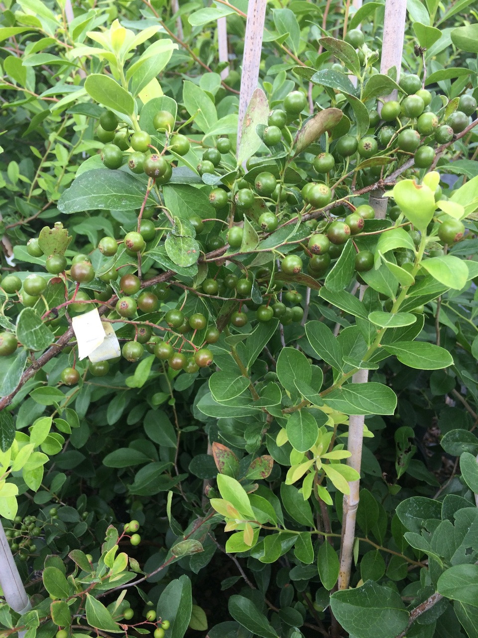 Vaccinium arboreum Sparkleberry - Mail Order Natives