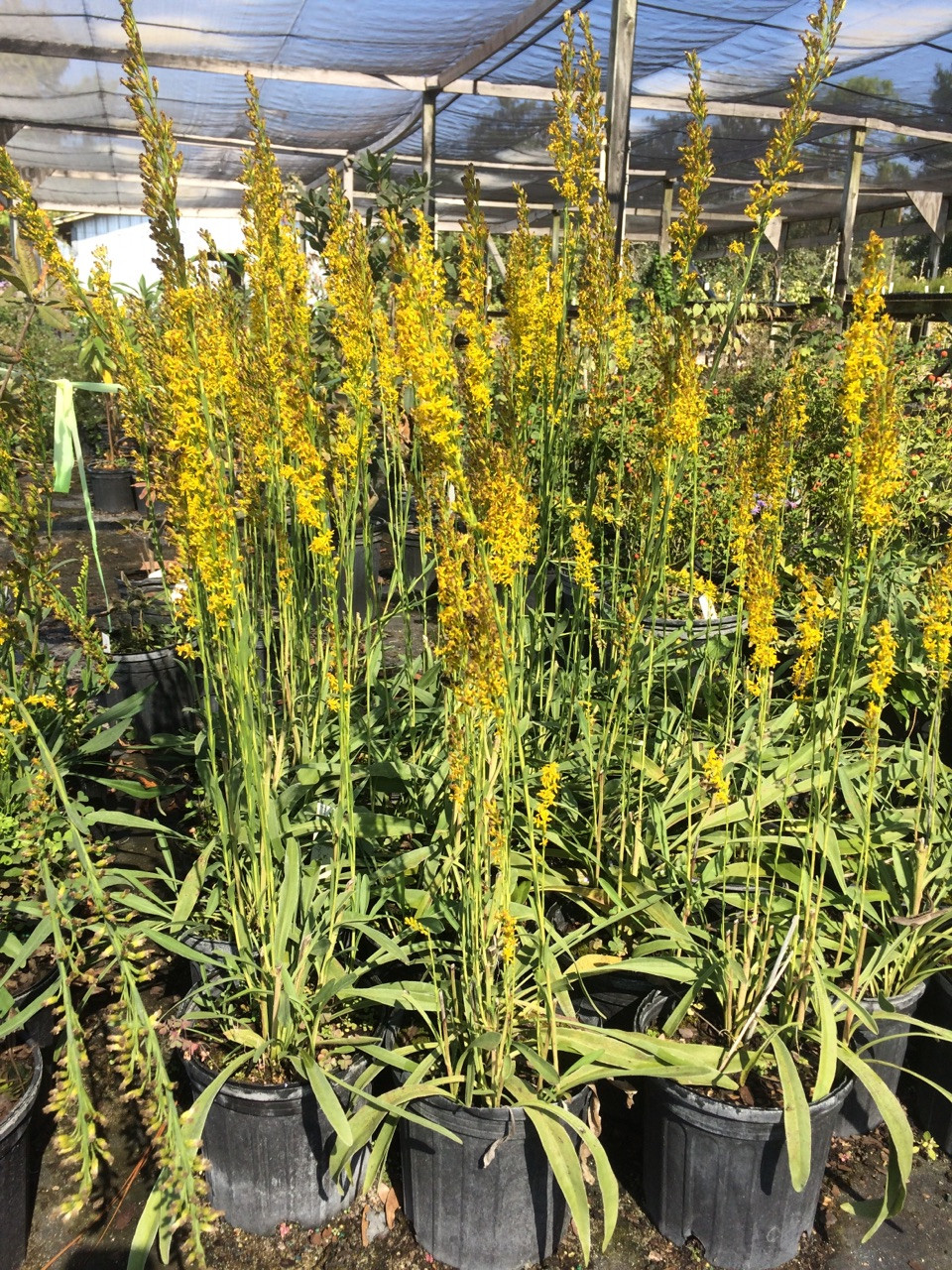 Solidago stricta Slender Goldenrod 1gallon - Mail Order Natives