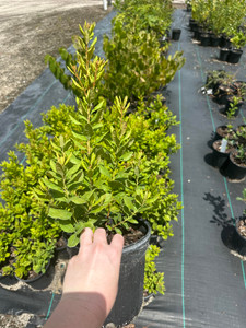 Lyonia ferruginea Rusty Lyonia 1gallon - Mail Order Natives