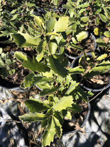 Quercus minima Dwarf Live Oak 1 gallon - Mail Order Natives