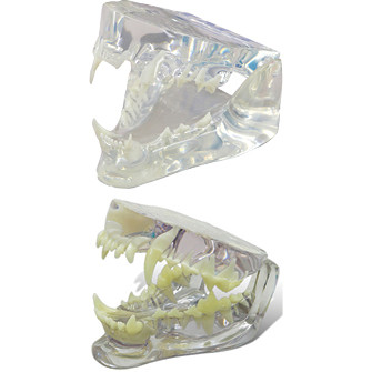 Jaw Models iM3 - ZebraVet