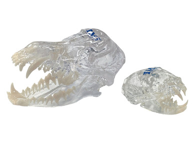 Skull Models iM3 - ZebraVet