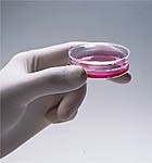 BD Falcon Easy-Grip Cell Culture Dish, 60mm, 500/cs - Medex Supply