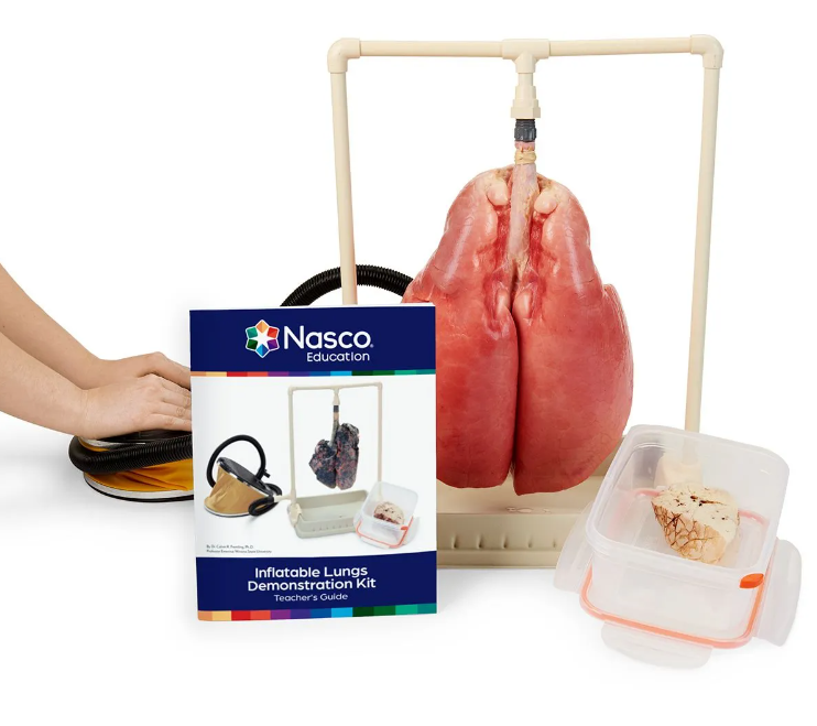 Nasco Inflatable Lung Kit - Medex Supply