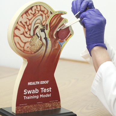 Swab Test Training Model, HC53412 - Medex Supply