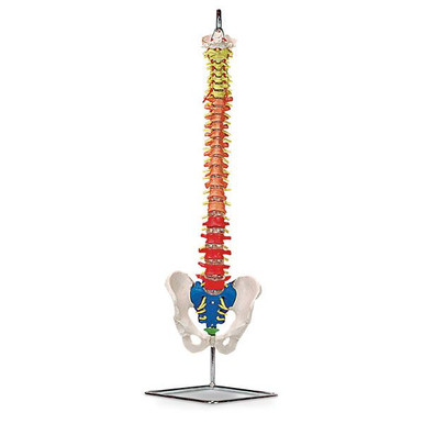 Flexible Spinal Column W/Color Coded Regions, LA00184 - Medex Supply