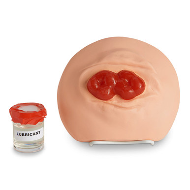 Double Barrel Ostomy Care Training Model, LF00893 A - Medex Supply