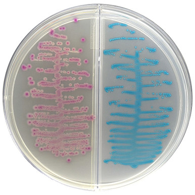 HardyCHROM Urine Biplate (HUrBi), Separates Gram + and -, Chromogenic ...