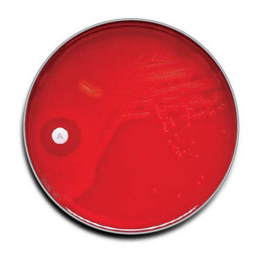 BBL Prepared Media Group A Selective Strep Agar Plate 20/Pk - Medex Supply