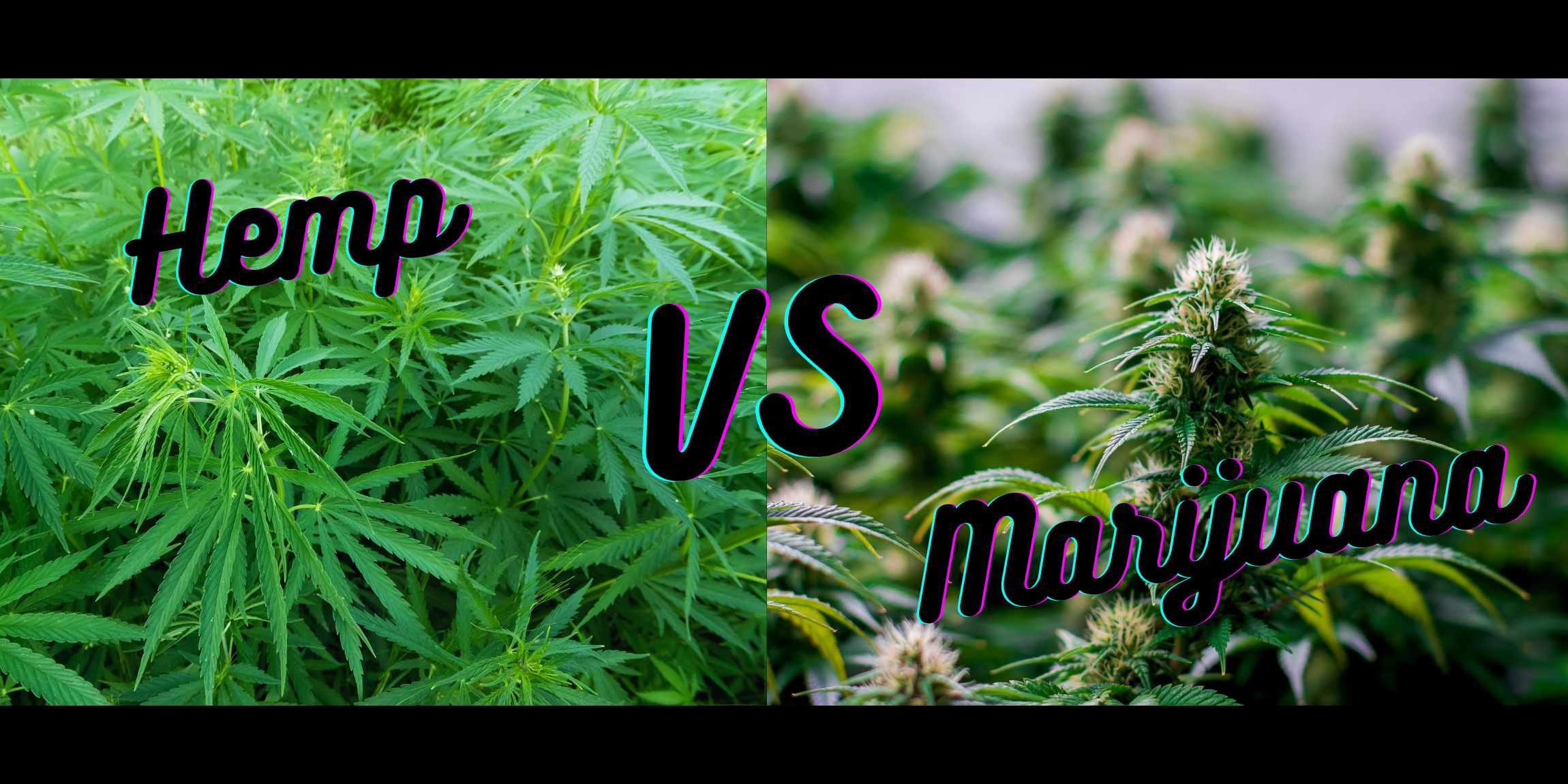 Hemp-Derived or Marijuana-Derived Terpenes? An Overview Of the Difference - Terpene Lab