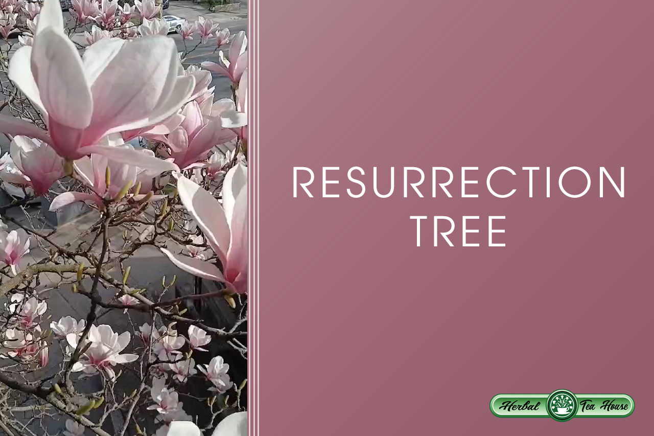Resurrection Tree - GREENGREENSCRUB.COM