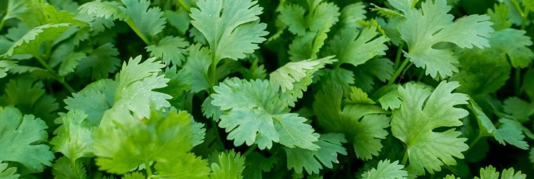 Vegetables - Cilantro - Pacific Coast Fresh Co.