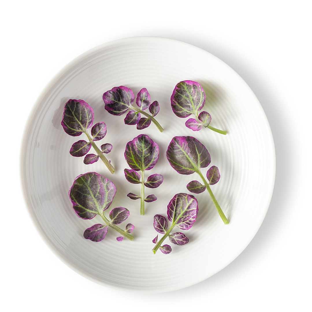 MICICEPNK04 | Micro Green Watercress Pink Ice (4OZ) - Pacific Coast ...