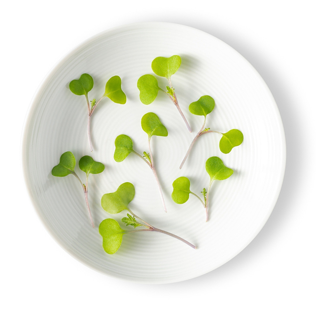 MICKAL006 | Micro Green Kale Bright (6/1.75OZ) - Pacific Coast Fresh Co.