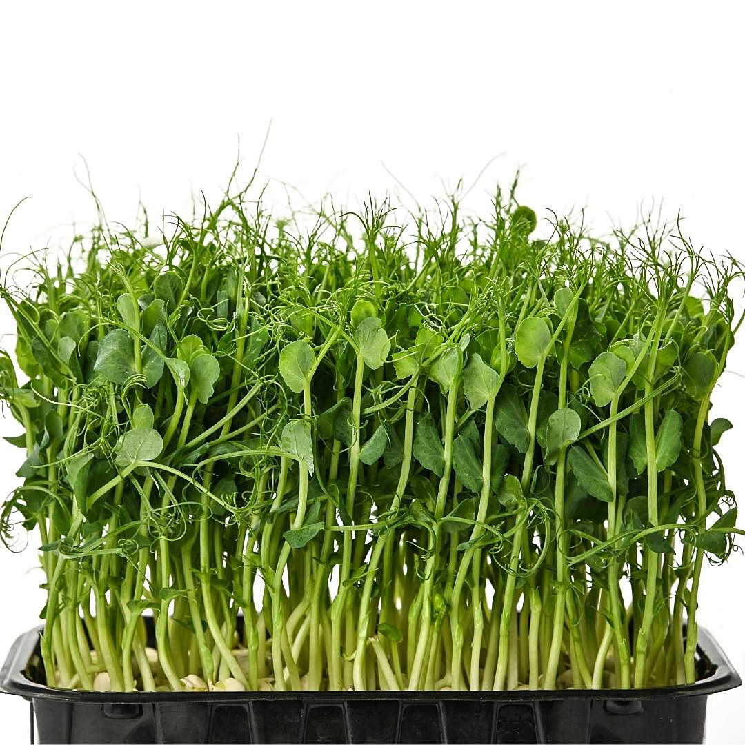 MICPEA04ZSCG | Micro Green Pea Shoots C/G (4OZ) - Pacific Coast Fresh Co.