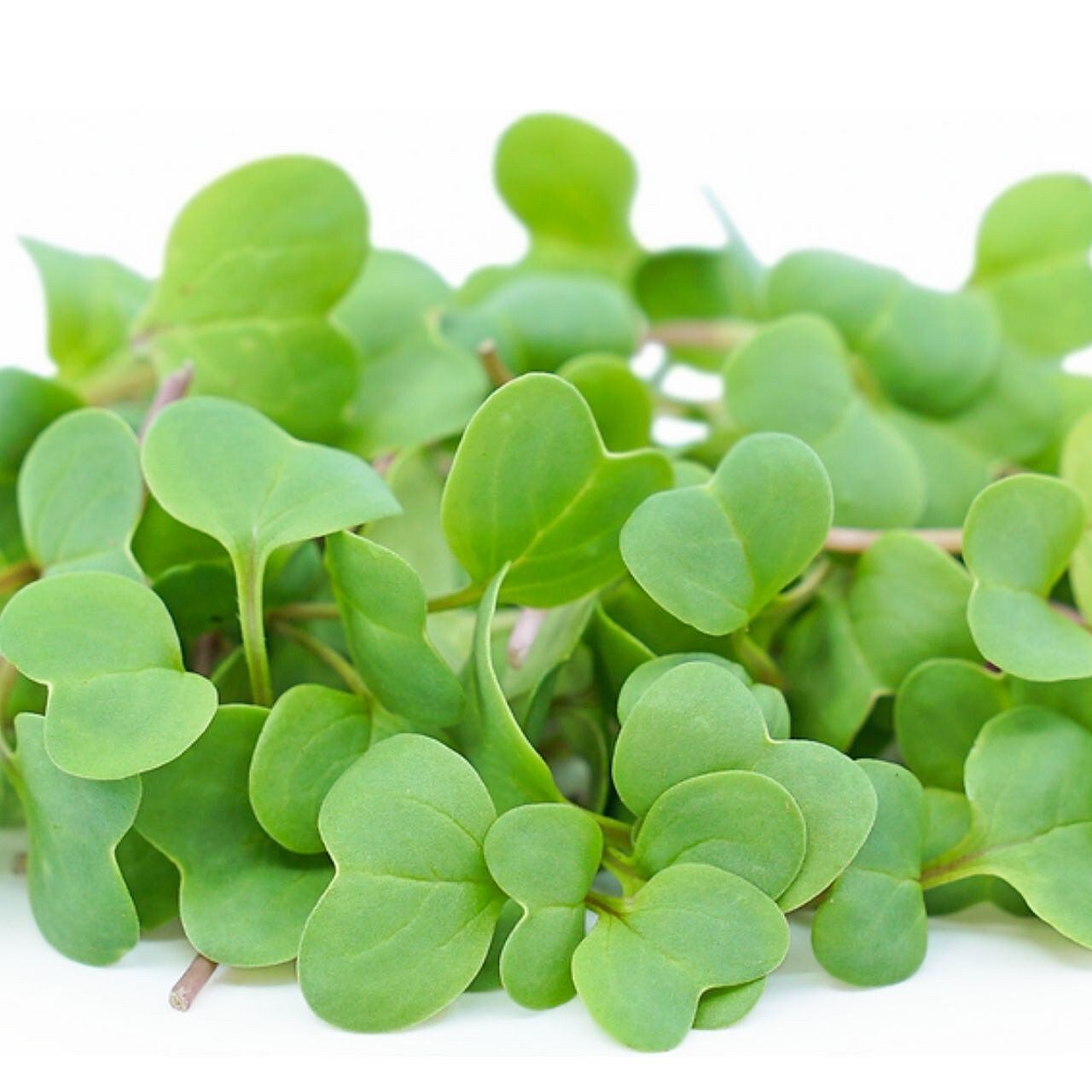 Green Daikon