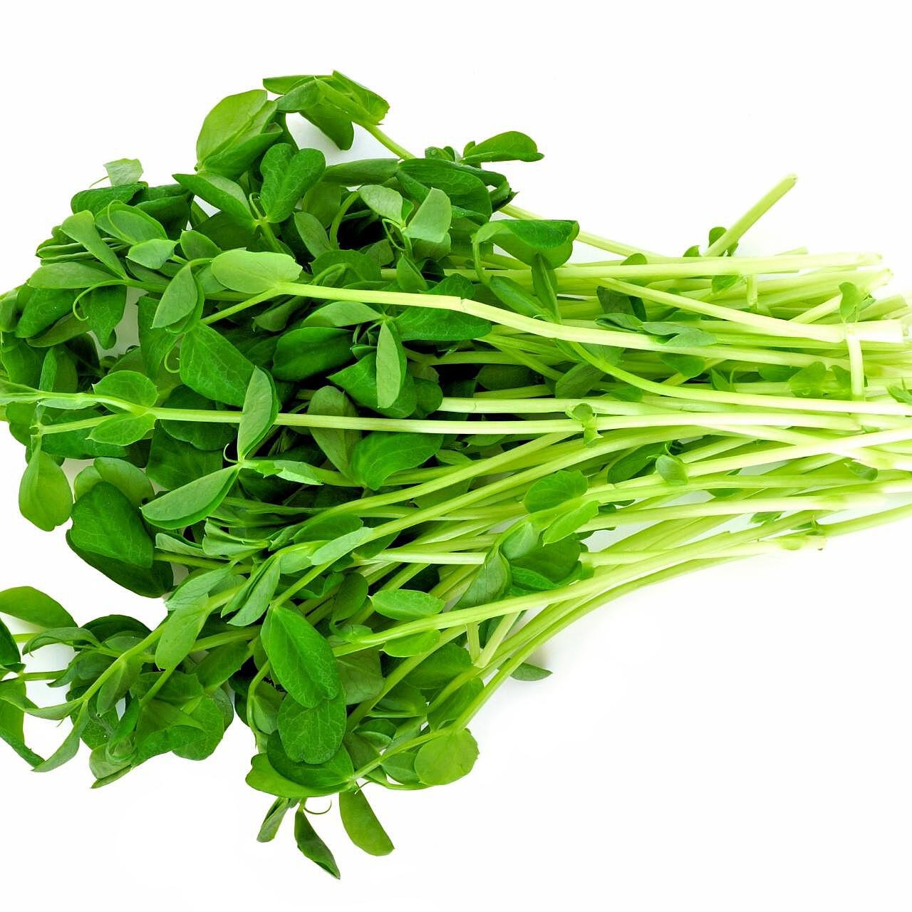PEASHO0R | Organic Green Pea Shoots (8/1PT) - Pacific Coast Fresh Co.