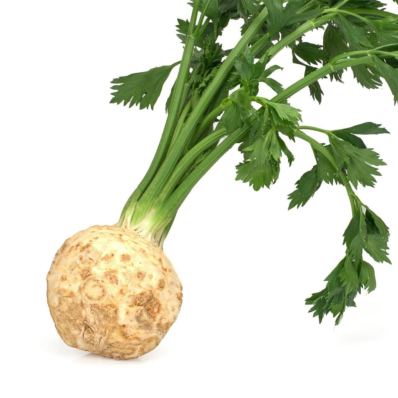 celery with root