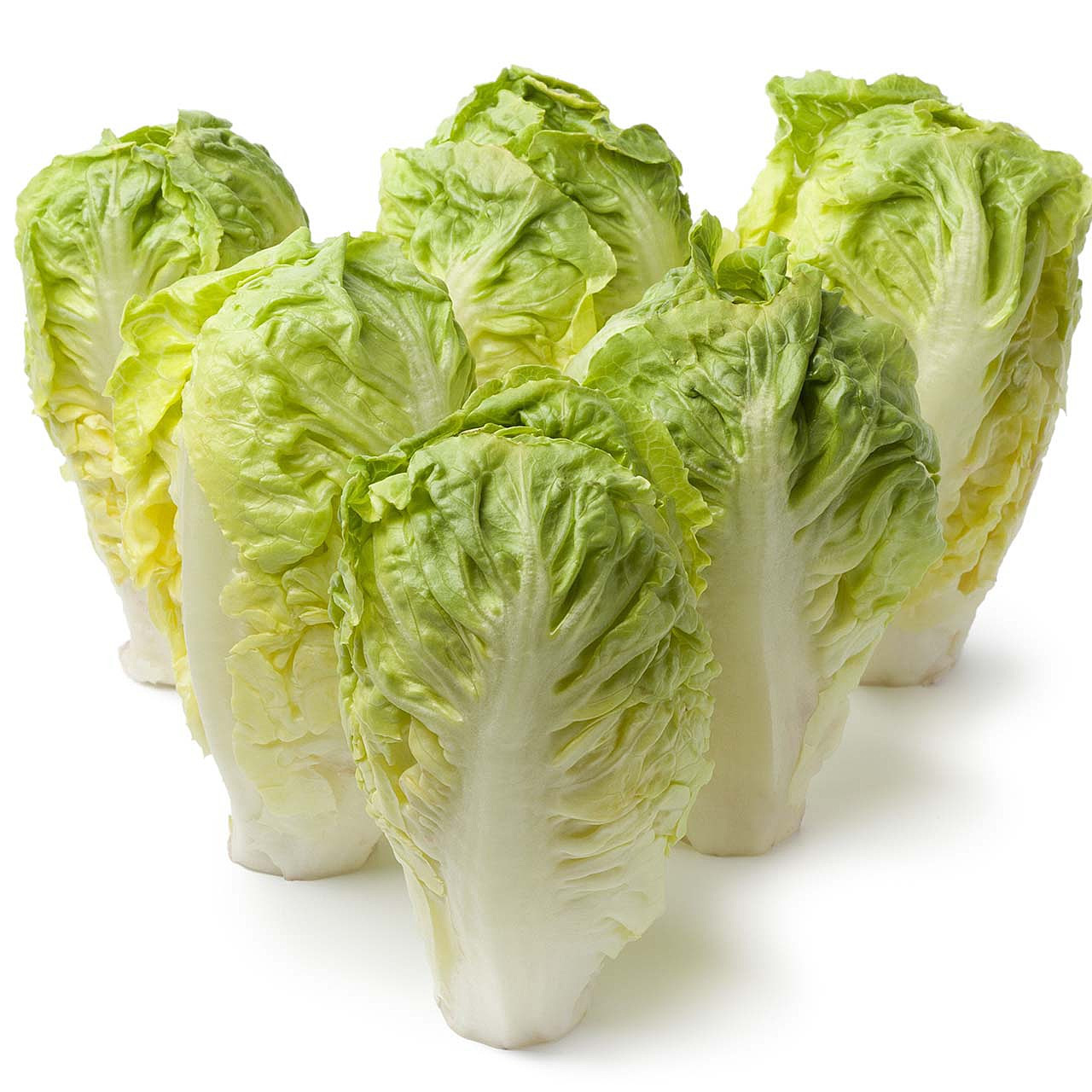 LETGRE024BAB | Baby Green Gem Lettuce (24CT) - Pacific Coast Fresh Co.